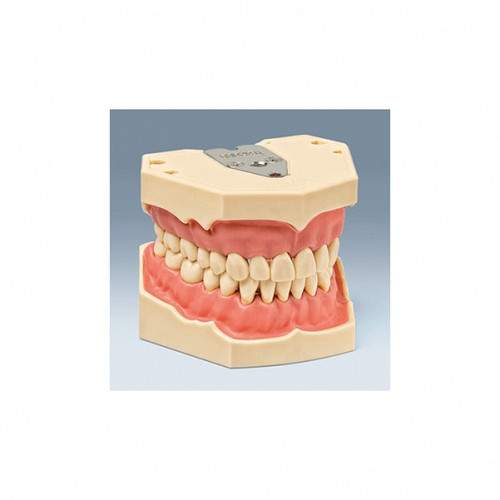 AG-3 Model dinti maxilar S mandibular - POKA